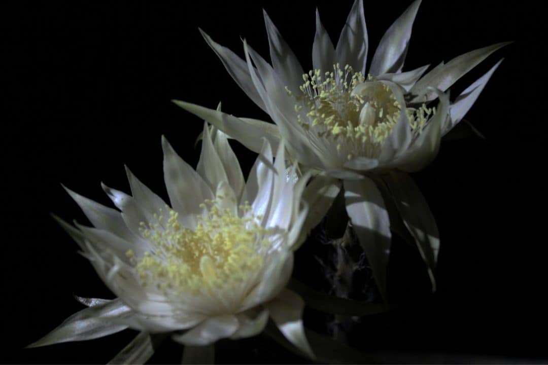 The 10 Best Night Blooming Flowers For A Moon Garden