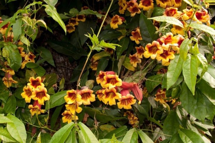 Georgia Native Plants List: 13 Southern Beauties For Your Landscape