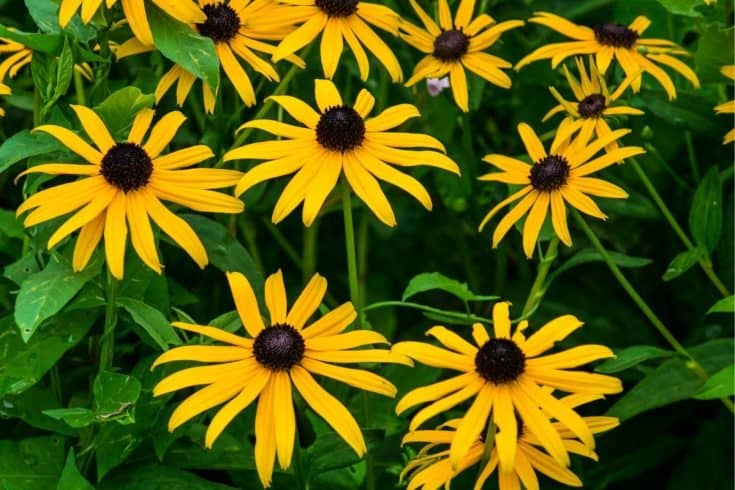 Colorado Native Plants List: 12 Plants For Landscaping And Gardens