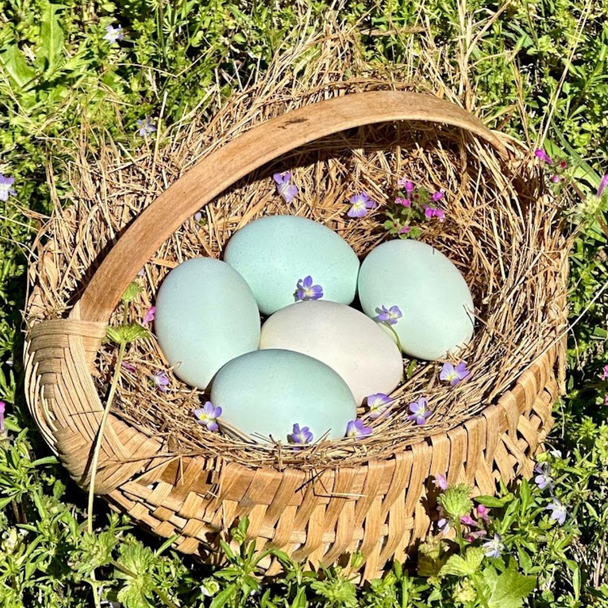 5 Fun Breeds Of Chickens That Lay Blue Eggs