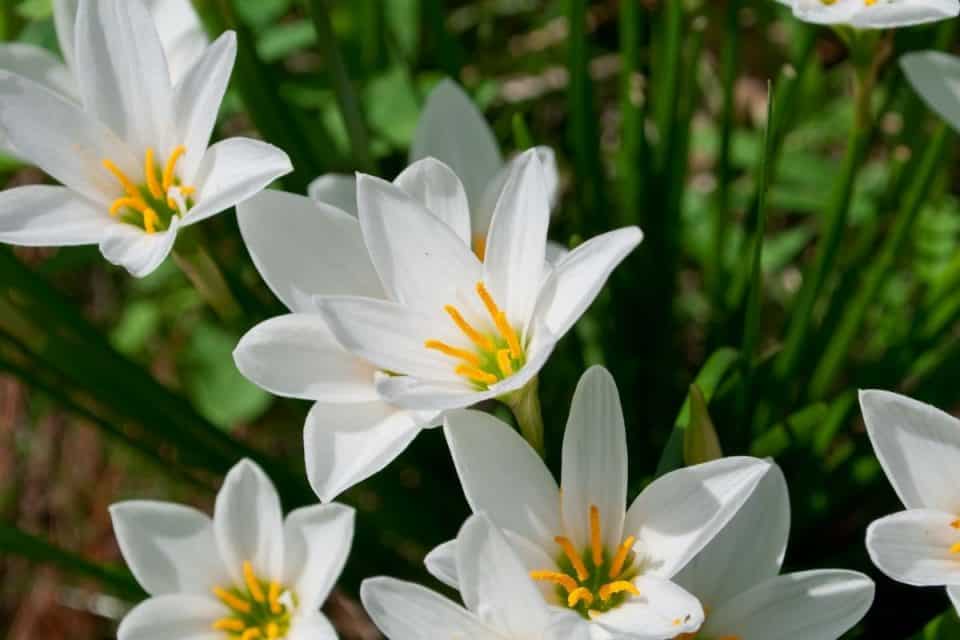 The 10 Best Night Blooming Flowers For A Moon Garden