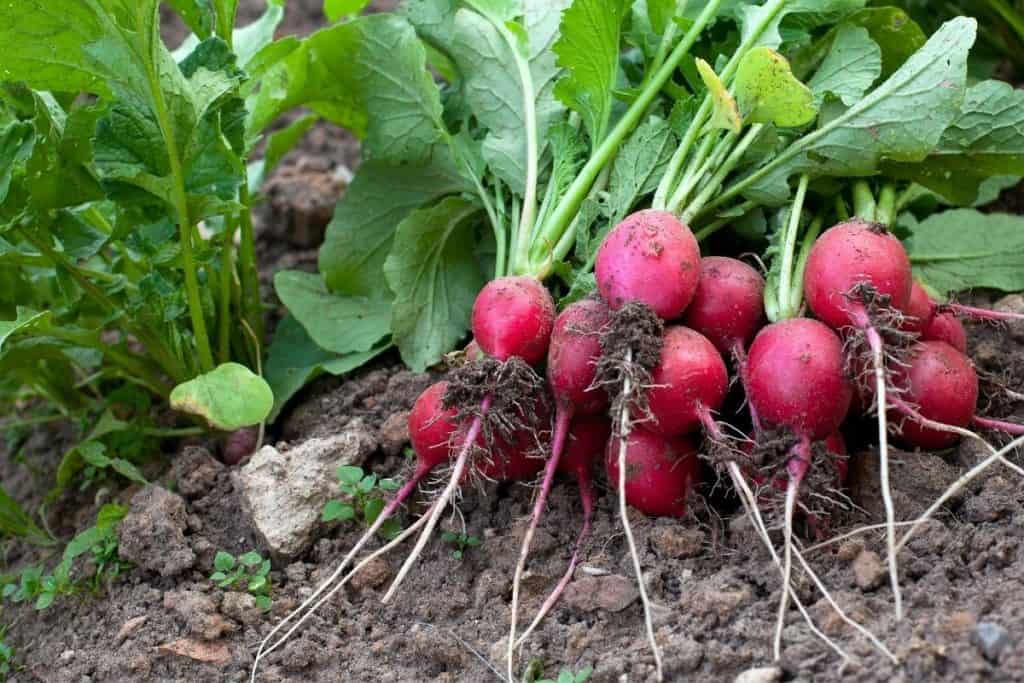 Root Vegetables List: 15 Favorites With Pictures