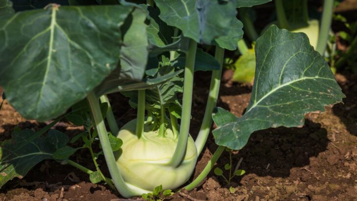 Root Vegetables List: 15 Favorites With Pictures