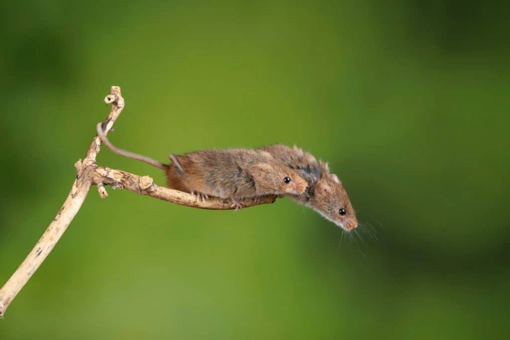 How To Get Rid Of Mice In The Garden
