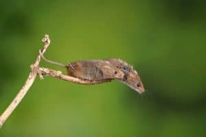 How To Get Rid Of Mice In The Garden