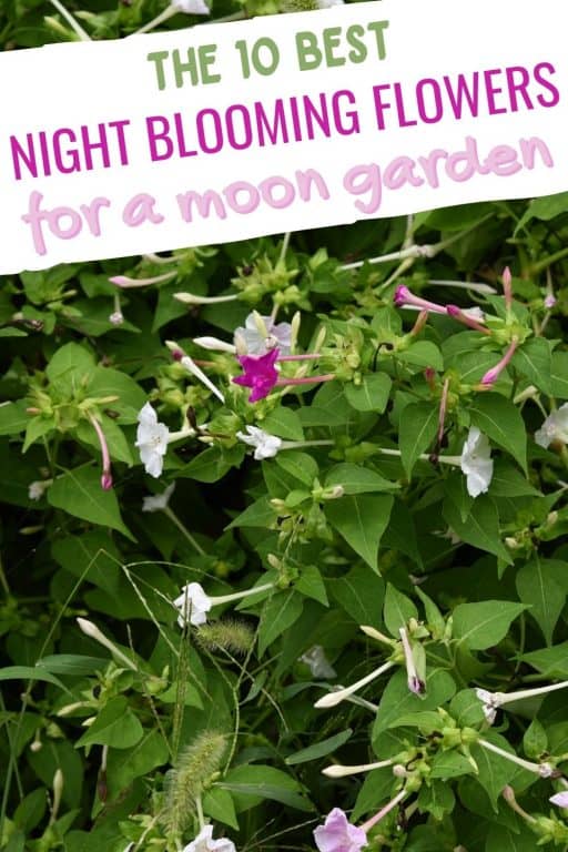 The 10 Best Night Blooming Flowers For A Moon Garden