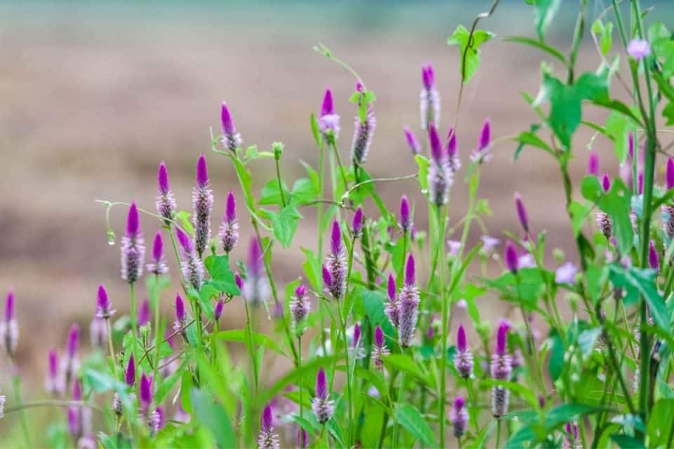 Delaware Native Plants List: 11 Stunning Local Garden Choices