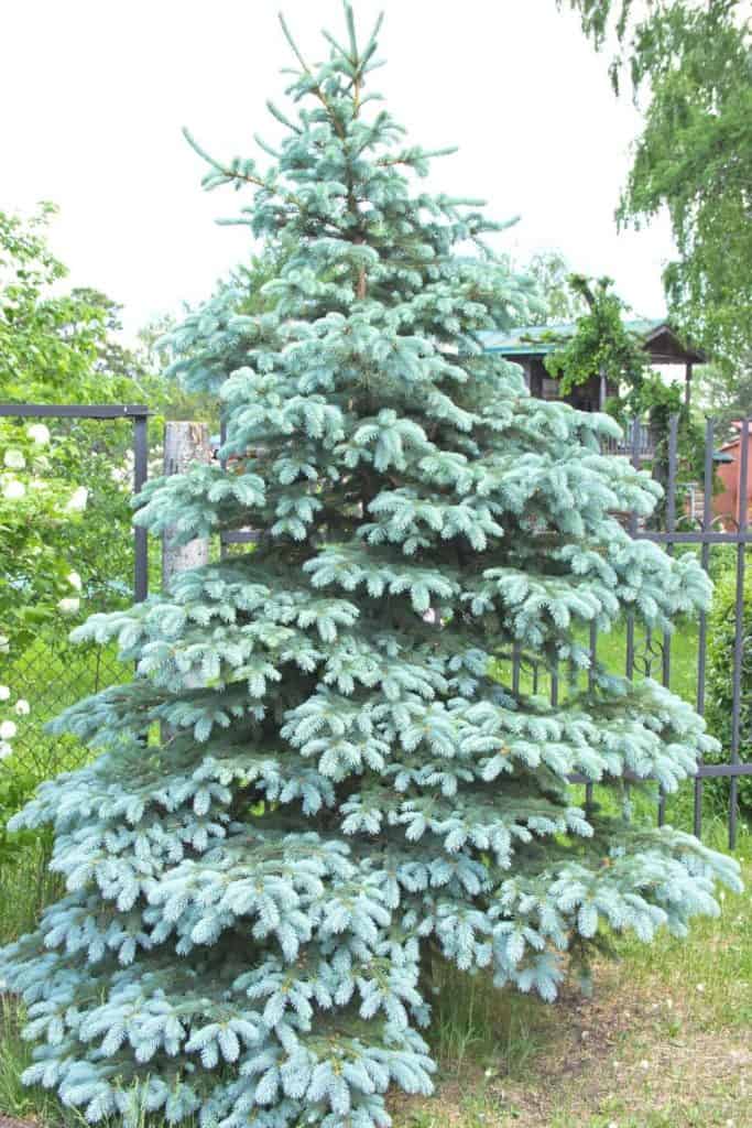 Colorado Native Plants List: 12 Plants For Landscaping And Gardens