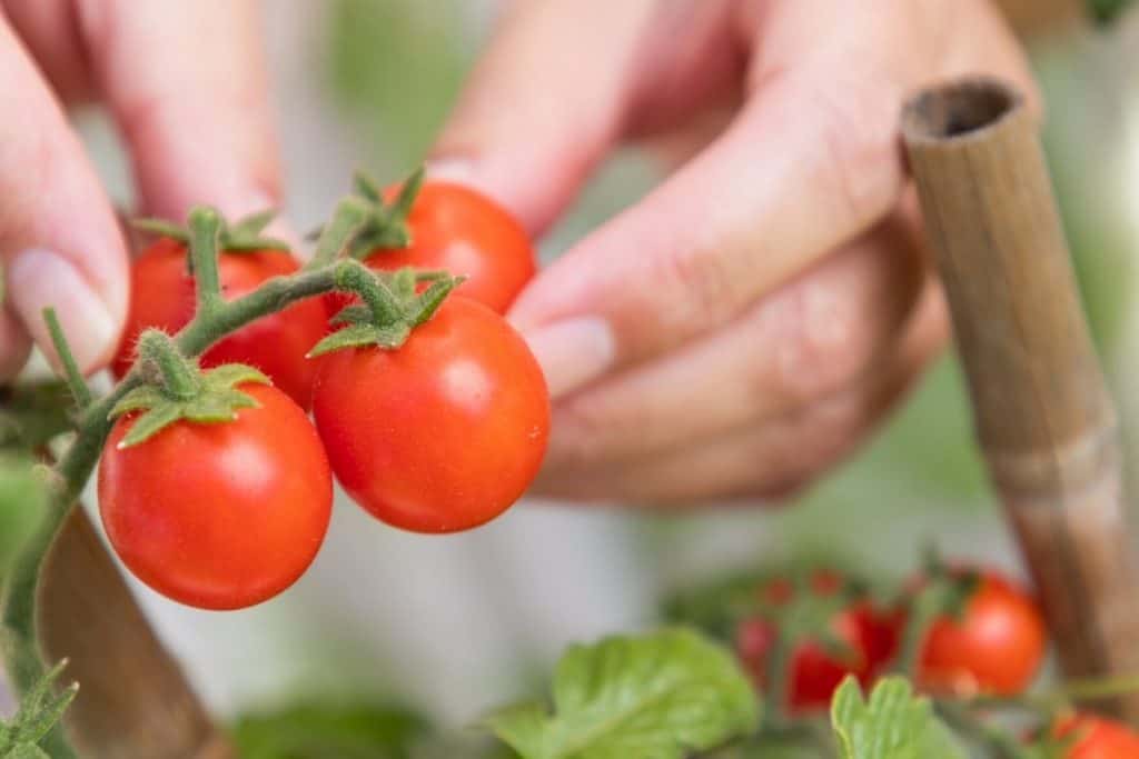 What To Do With Too Many Tomatoes? 20 Easy Ways To Use Up Your Tomato ...