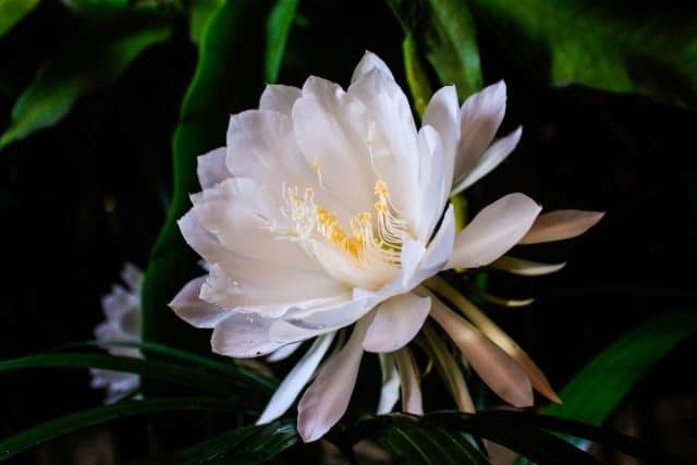 The 10 Best Night Blooming Flowers For A Moon Garden