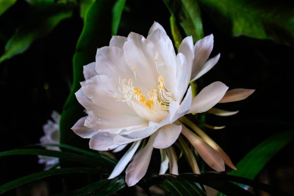 The 10 Best Night Blooming Flowers For A Moon Garden