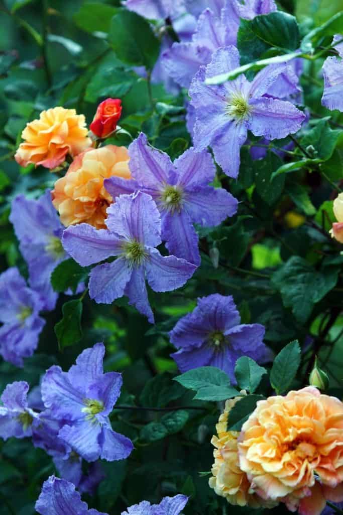 11 Best Companion Plants For Roses