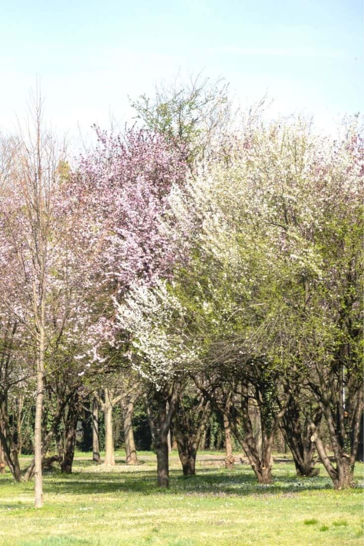 Colorado Native Plants List: 12 Plants For Landscaping And Gardens