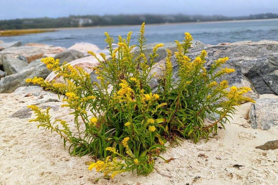 Delaware Native Plants List: 11 Stunning Local Garden Choices