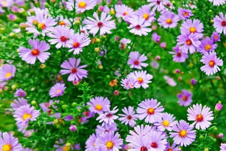 Connecticut Native Plants List: 14 Beautiful Flower Garden Choices