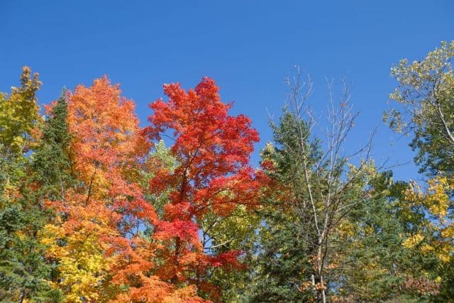 Georgia Native Plants List: 13 Southern Beauties For Your Landscape