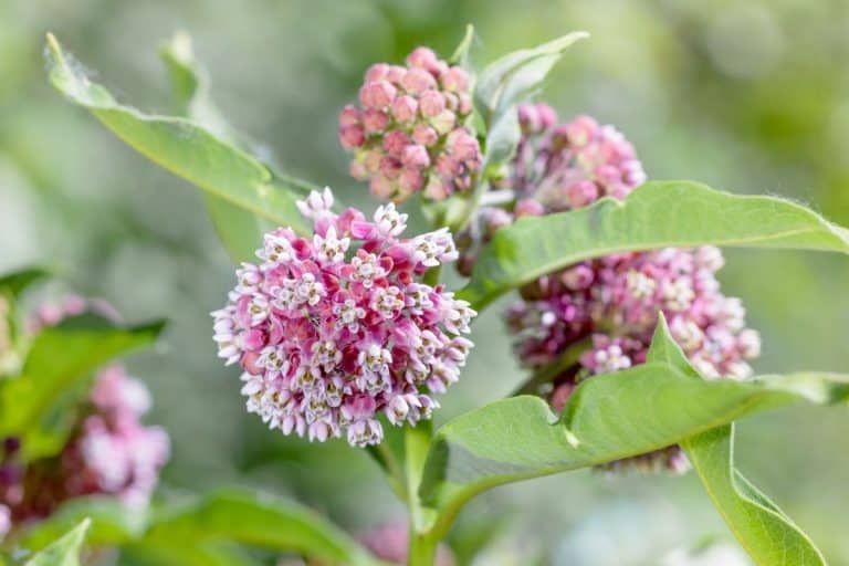 Connecticut Native Plants List: 14 Beautiful Flower Garden Choices
