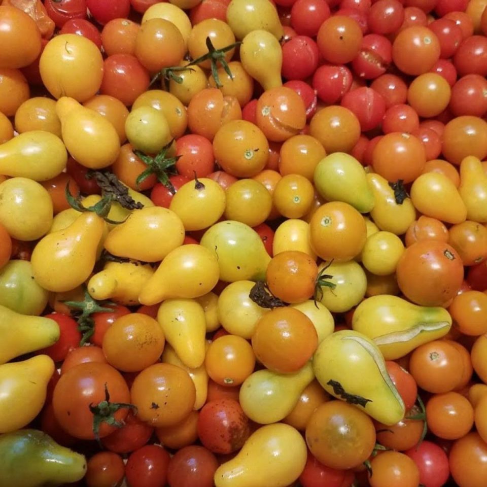 What To Do With Too Many Tomatoes? 20 Easy Ways To Use Up Your Tomato ...