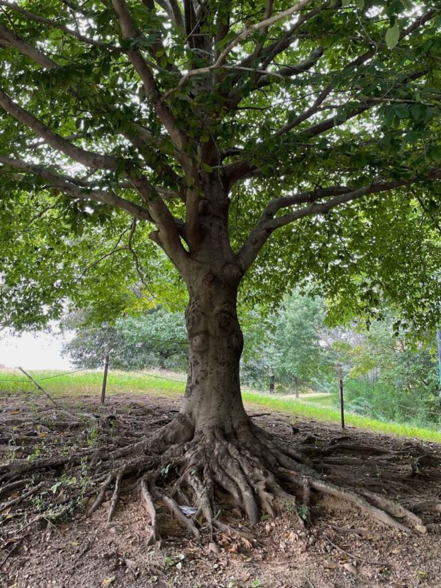 9 Stunning Blue Shade Perennials