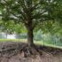 Landscaping Around Exposed Tree Roots - 5 Easy Ideas