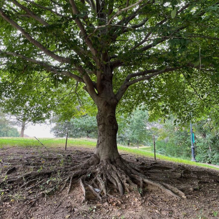 Landscaping Around Exposed Tree Roots - 5 Easy Ideas