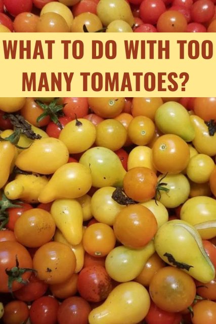 What To Do With Too Many Tomatoes? 20 Easy Ways To Use Up Your Tomato ...