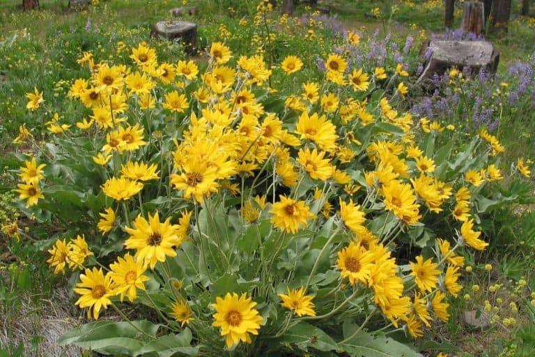 Connecticut Native Plants List: 14 Beautiful Flower Garden Choices