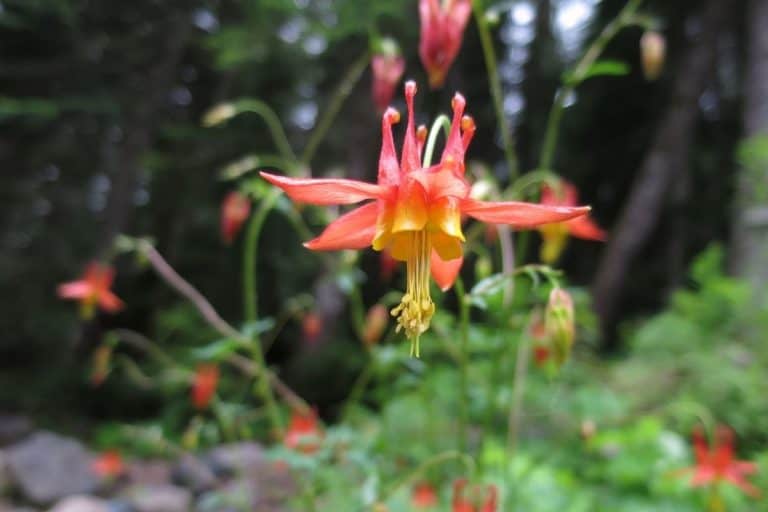 Nevada Native Plants List: 18 Magnificent Garden Options