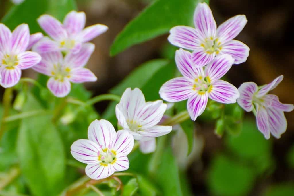 Vermont Native Plants List: 16 Stunning Garden Choices