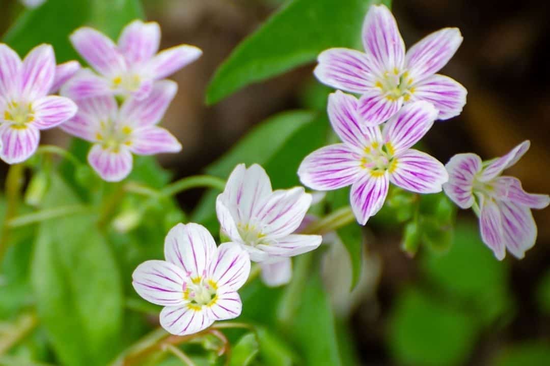 Vermont Native Plants List: 16 Stunning Garden Choices