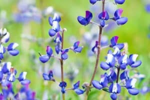 Missouri Native Plants List: 15 Amazing Wildflowers