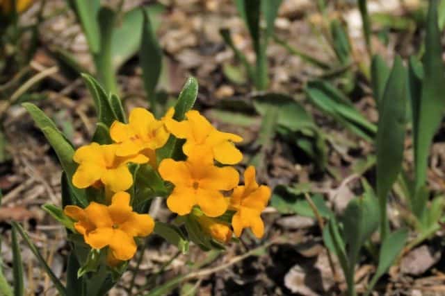 Minnesota Native Plants List: 12 Stunning Wildflowers For Your Landscape