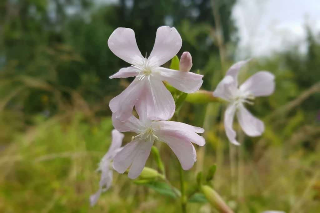 Missouri Native Plants List: 15 Amazing Wildflowers