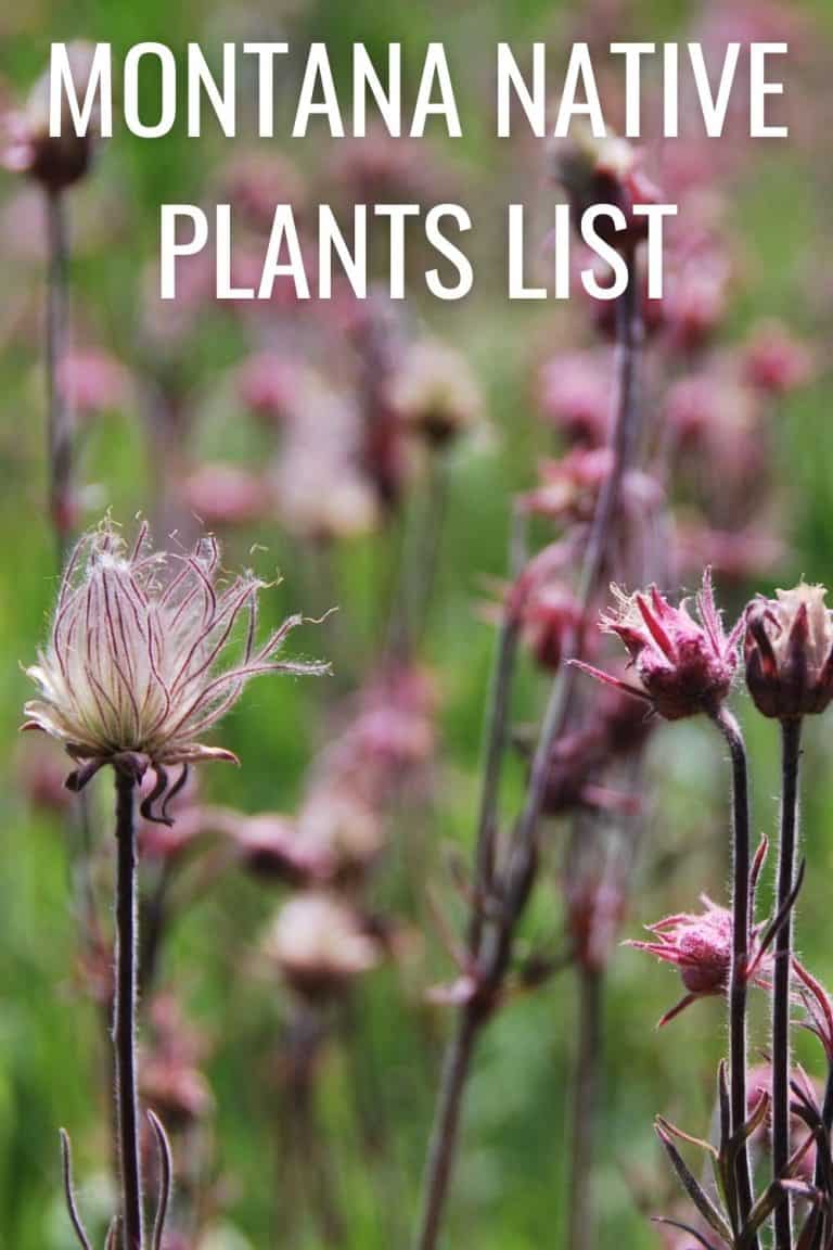 Montana Native Plants List: 16 Awesome Choices For Landscaping