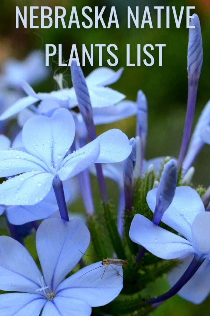 Nebraska Native Plants List: 18 Stunning Flowers For Your Garden