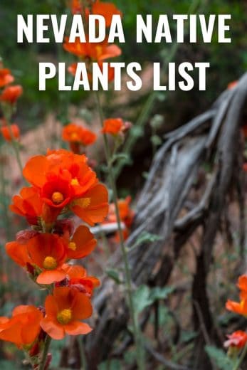 Nevada Native Plants List: 18 Magnificent Garden Options