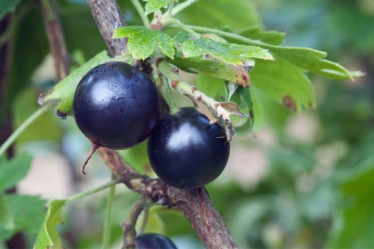 Nebraska Native Plants List: 18 Stunning Flowers For Your Garden