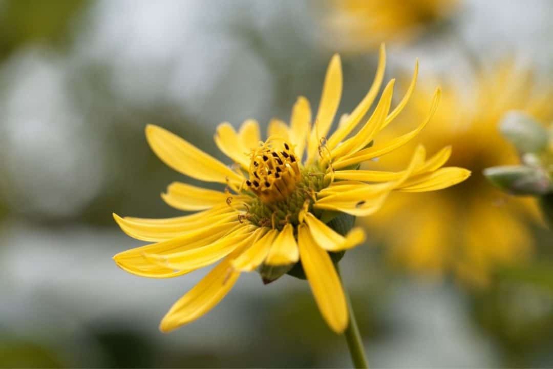 Missouri Native Plants List: 15 Amazing Wildflowers