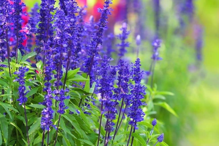 Missouri Native Plants List: 15 Amazing Wildflowers