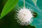 Michigan Native Plants List: 14 Amazing Landscaping Choices