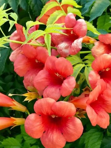 Iowa Native Plants List: 16 Stunning Flowers For Your Garden