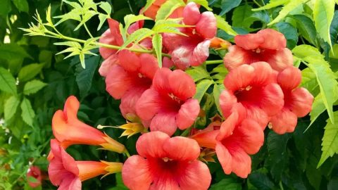 Indiana Native Plants List: 21 Low Maintenance Garden Ideas