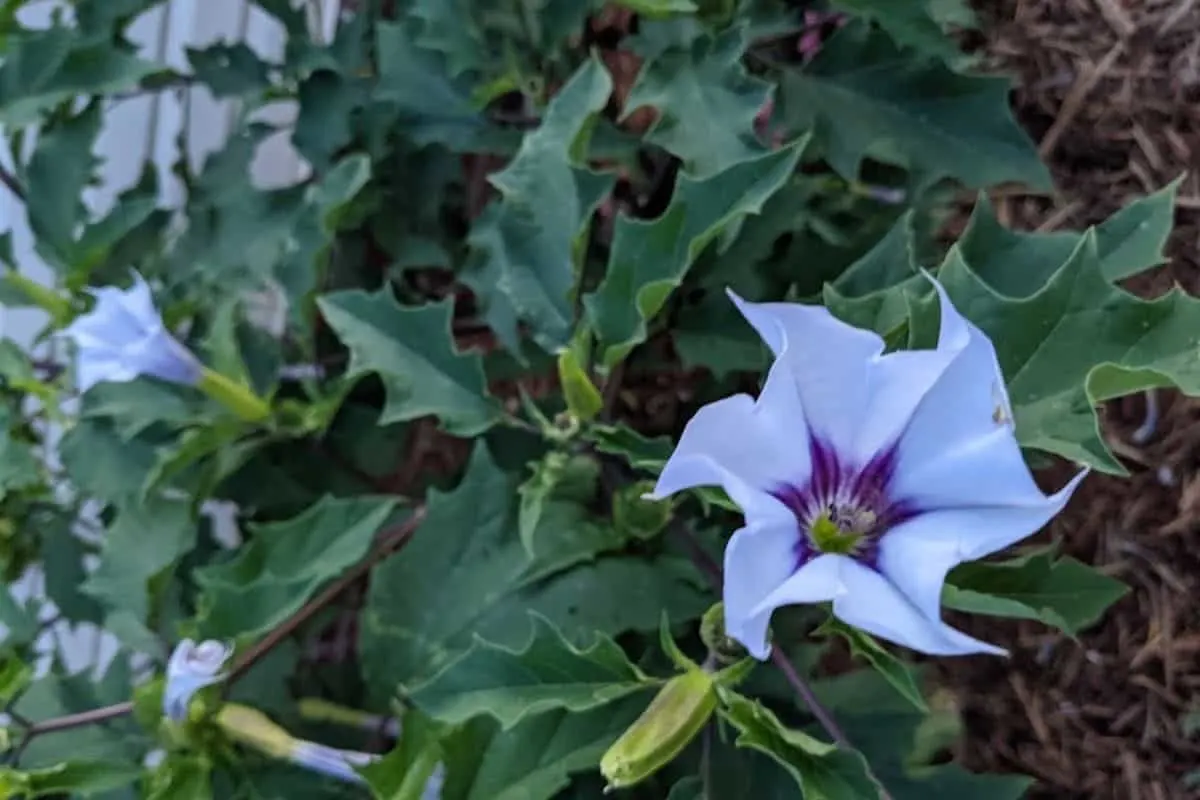 Jimson Weed