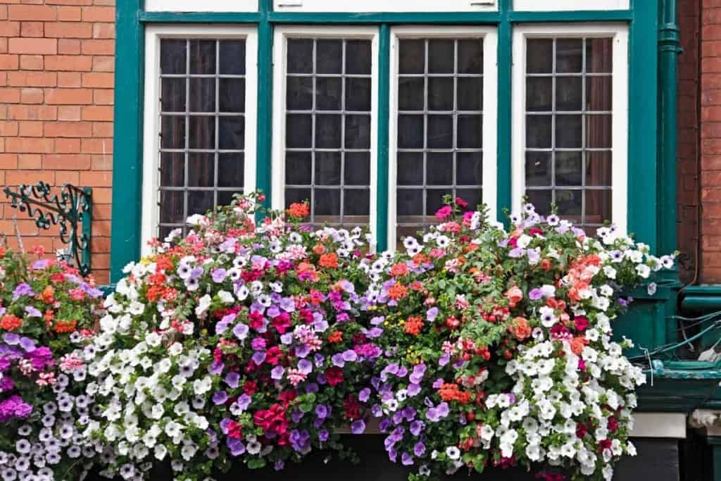 What Are The Best Flowers For Window Boxes?