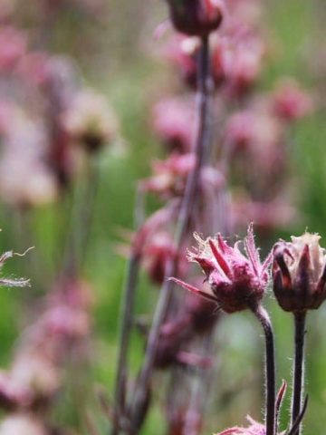 Nebraska Native Plants List: 18 Stunning Flowers For Your Garden