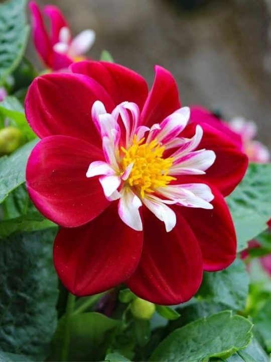 Indiana Native Plants List: 21 Low Maintenance Garden Ideas