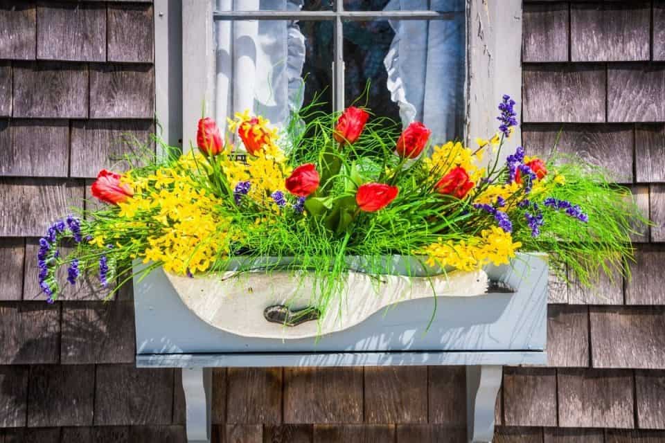 What Are The Best Flowers For Window Boxes?