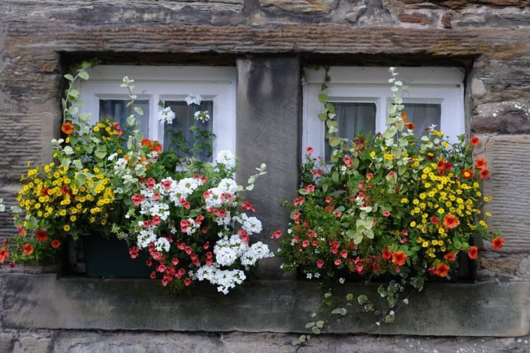 What Are The Best Flowers For Window Boxes?