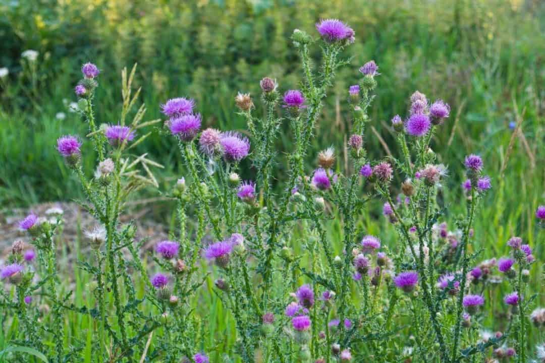 Minnesota Native Plants List: 12 Stunning Wildflowers For Your Landscape