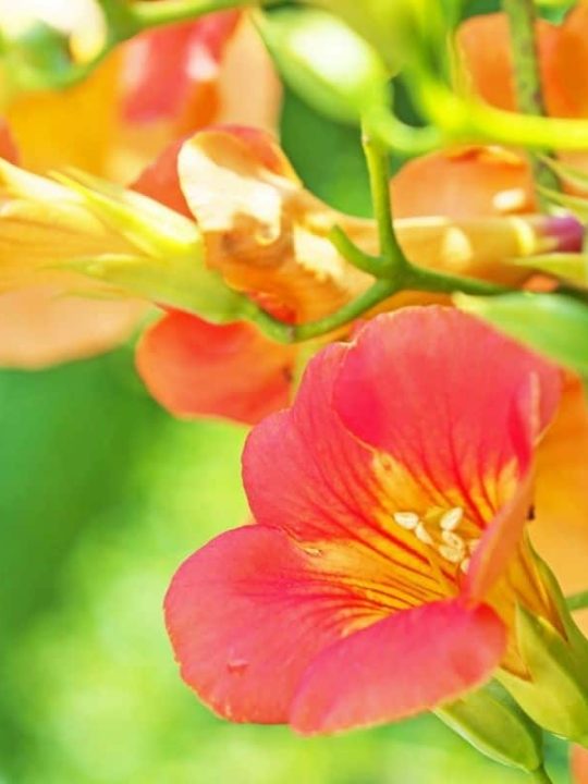 New Jersey Native Plants List: 15 Amazing Garden State Choices